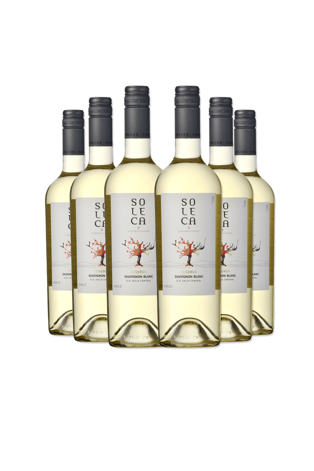 Kit 6 Soleca Reserva Sauvignon Blanc - World Wine